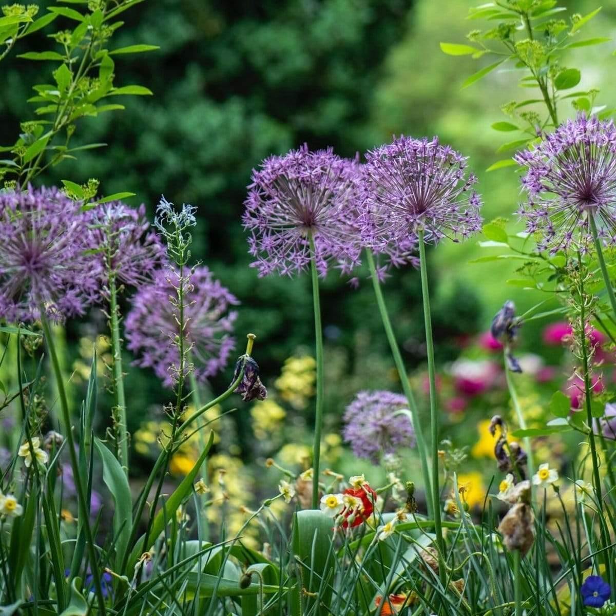 Smelly Pigs® - Country Garden Wax Melts – SmellyPigs®