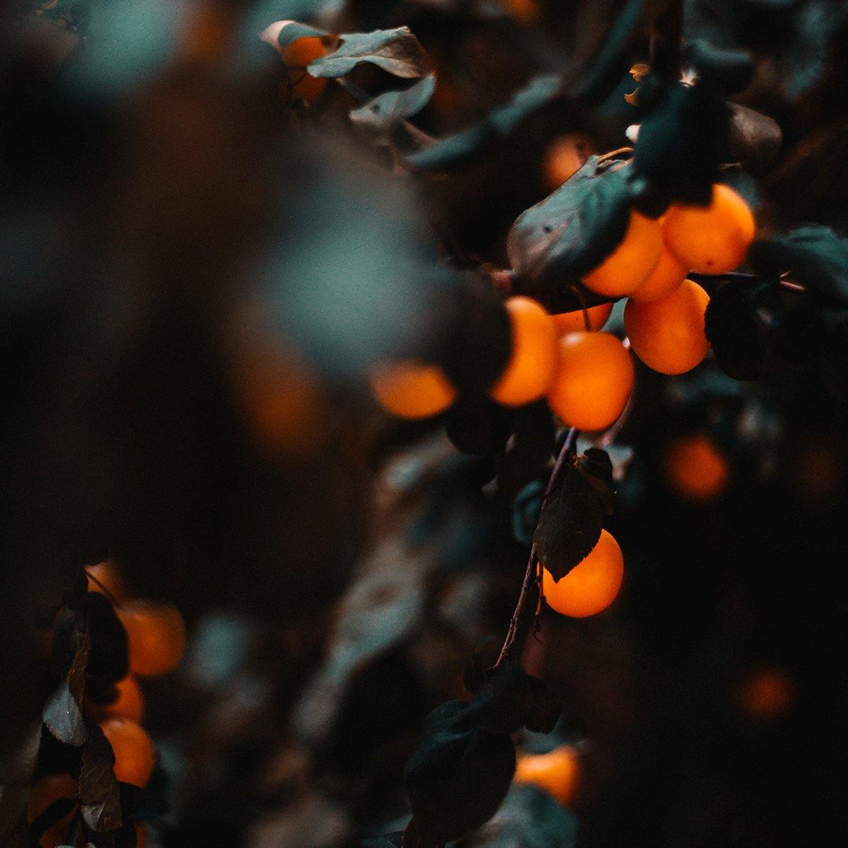 Smelly Pigs® - Ralf Wax Melts – SmellyPigs®